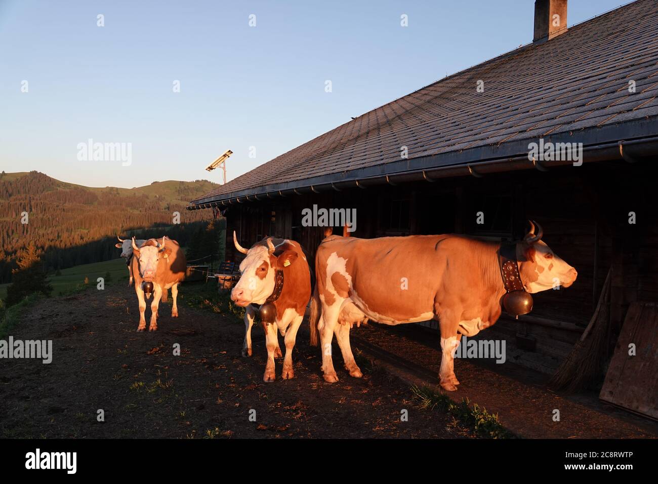 Looking after cows hi-res stock photography and images - Alamy