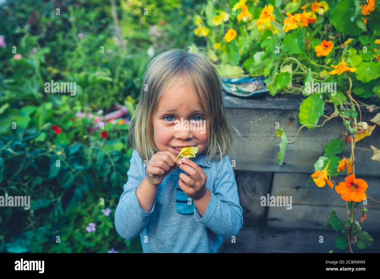 A little preschooler is picking and eating edible flowers in the garden ...