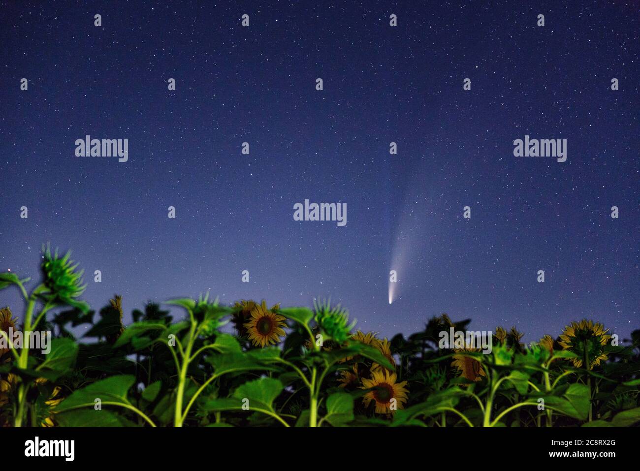 Night landscape with Neowise comet on the starry sky and sunflowers on ...