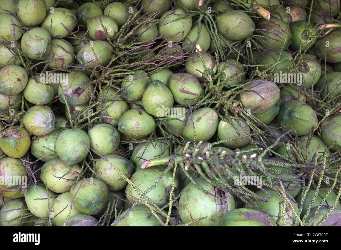 Coconut floating hi-res stock photography and images - Alamy