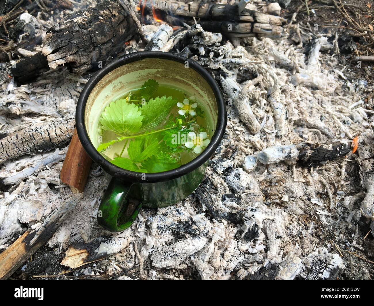 Wild tea hi-res stock photography and images - Alamy