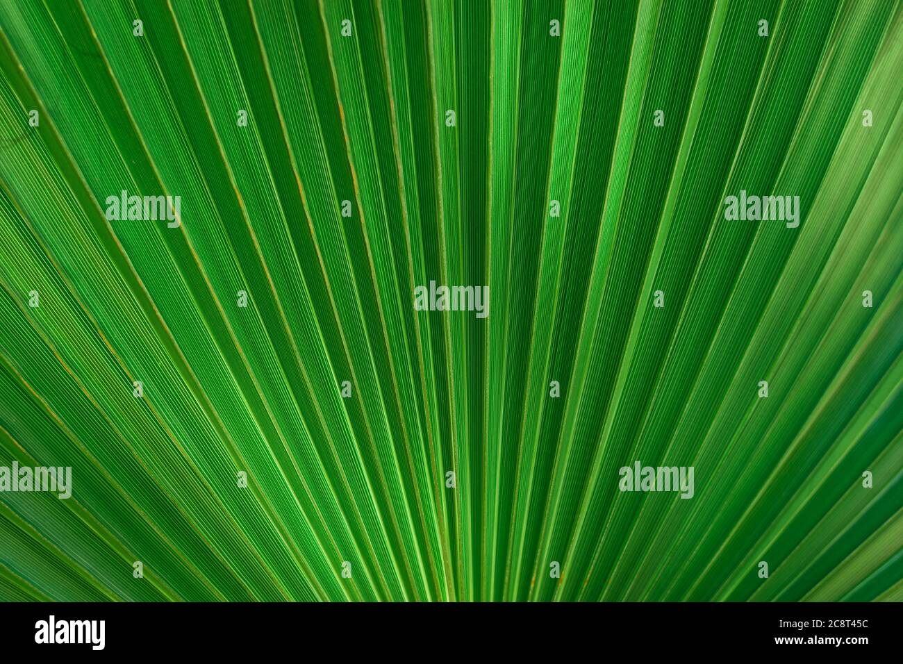 Sabal Palm Leaf High Resolution Stock Photography and Images - Alamy