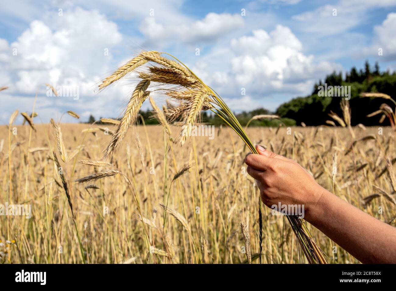 Golden rye in hand, field of ceraels in background. Agriculture ...