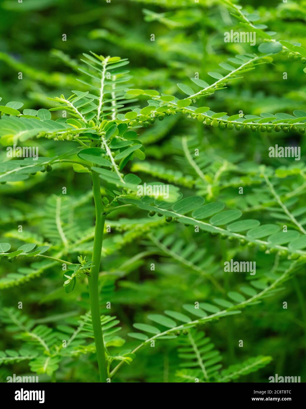 Phyllanthus niruri herb plant and other name, Seed-under-leaf ...