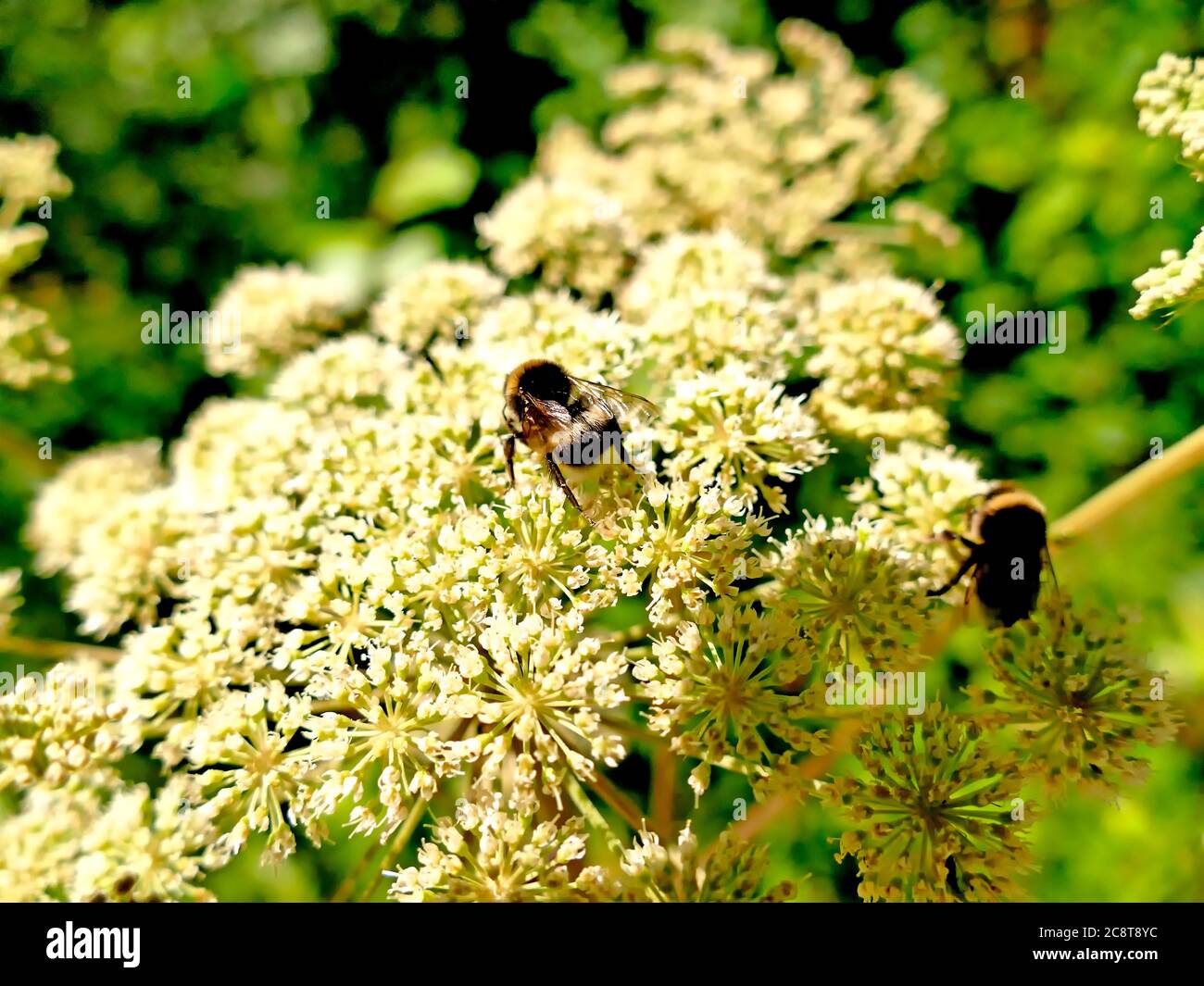 Angelica sylvestris, medicinal plant, flower with bumblebees Stock ...