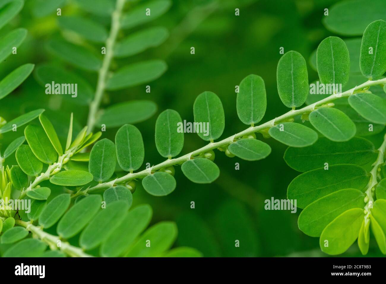 Phyllanthus amarus schum hi-res stock photography and images - Alamy