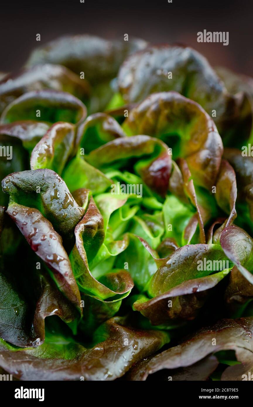 Single lettuce head over rustic wooden background Stock Photo - Alamy
