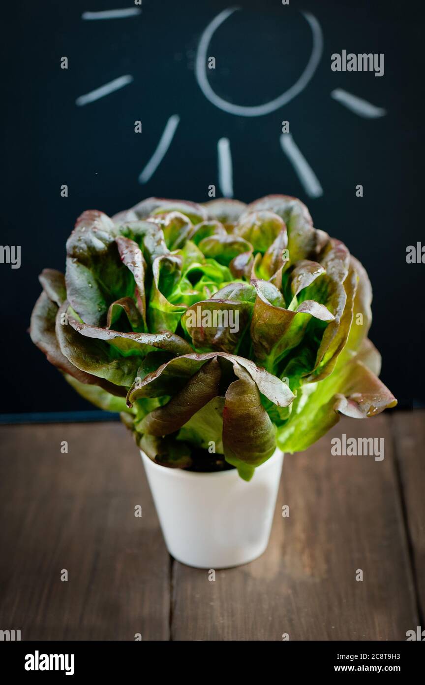 Single lettuce head over rustic wooden background Stock Photo - Alamy