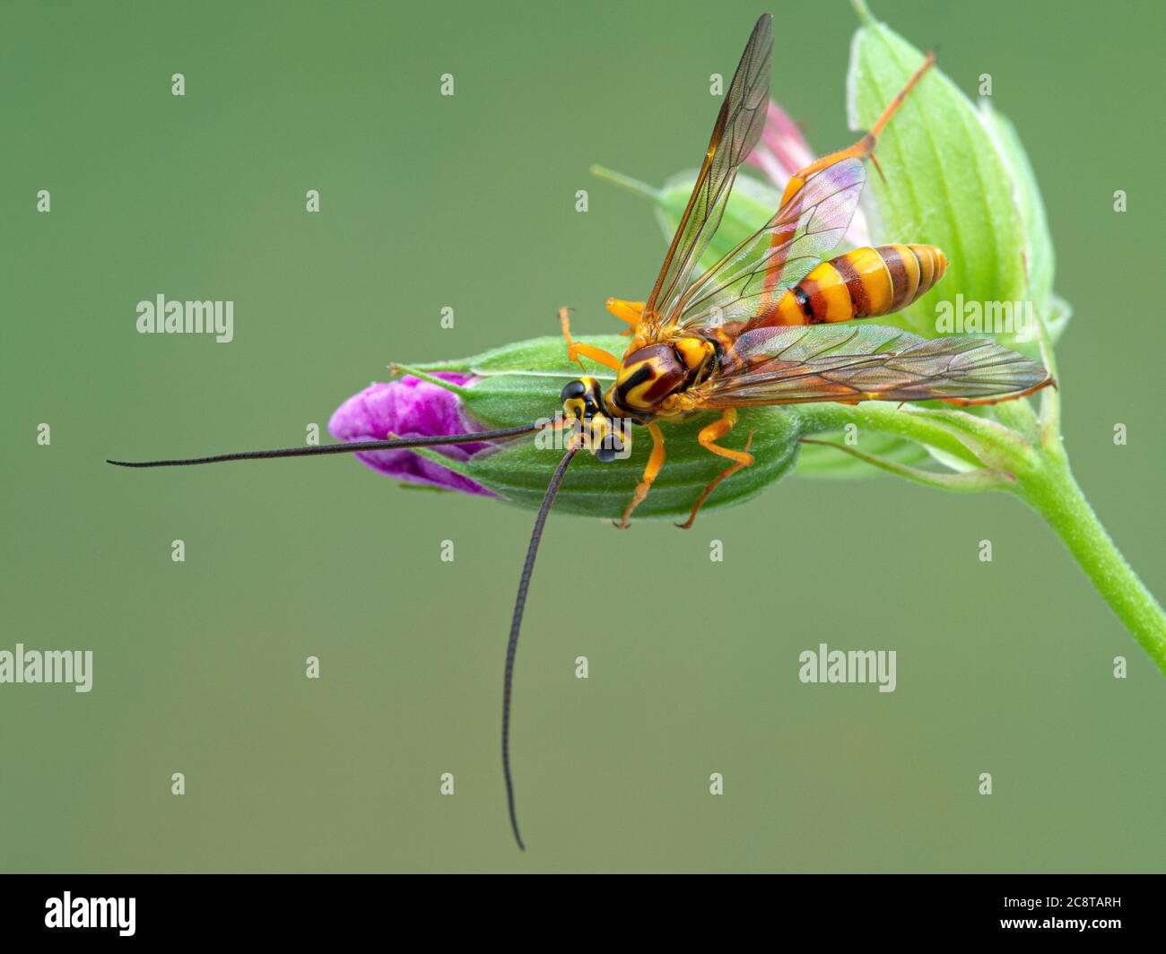 Flying wasps canada hi-res stock photography and images - Alamy