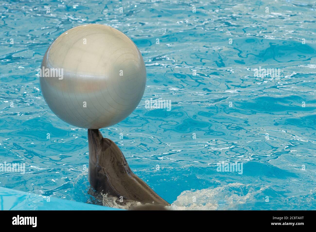 Bottlenose dolphin with ball during performance in water pool Stock ...