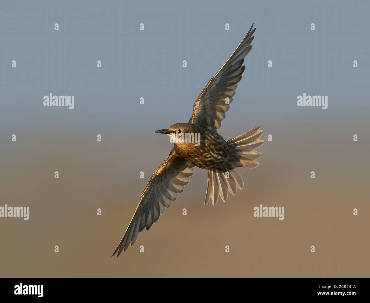 Juvenile Common starling in flight Stock Photo - Alamy