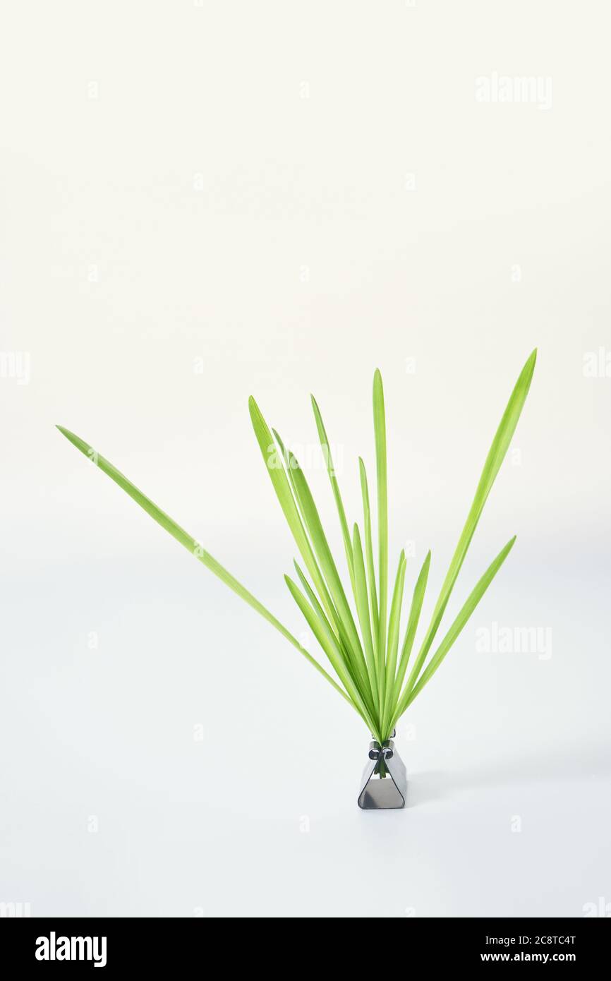 Green grass bush. Grey background Stock Photo - Alamy