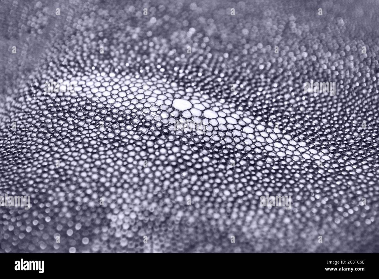 stingray skin texture. Background nature wallpaper Stock Photo - Alamy