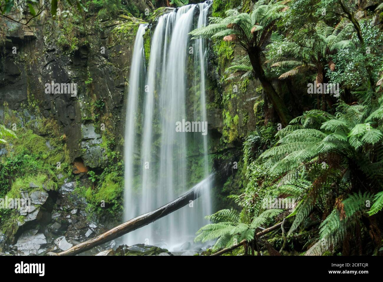 Australian rainforest birds hi-res stock photography and images - Alamy