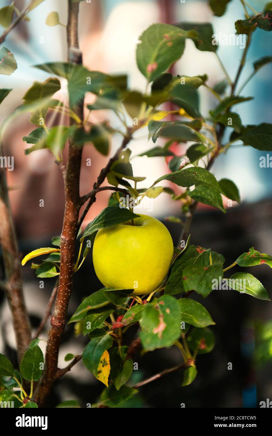 Organic apples hanging from a tree branch in an apple orchard Stock ...