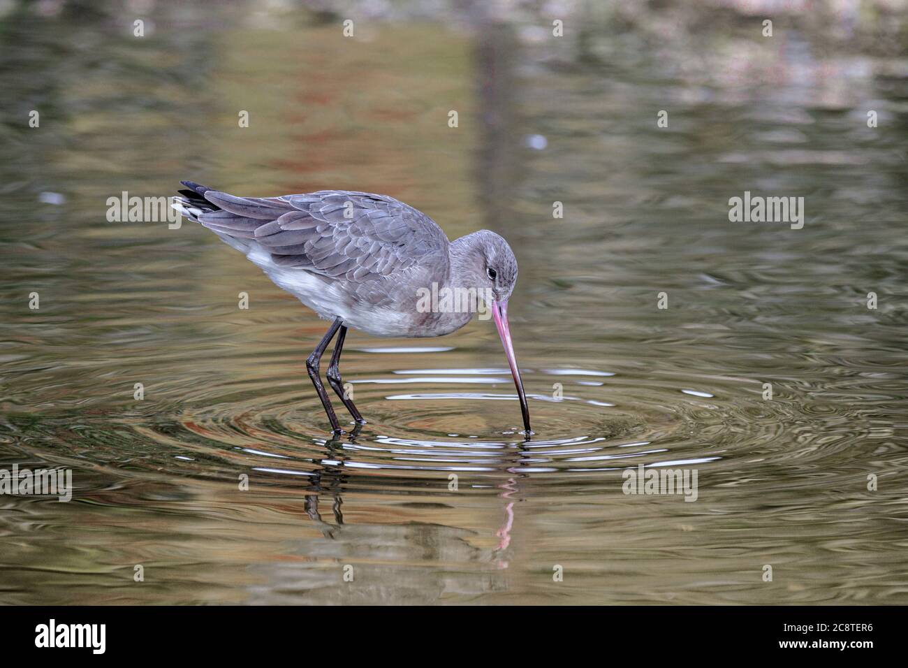 Ripples on pond hi-res stock photography and images - Alamy