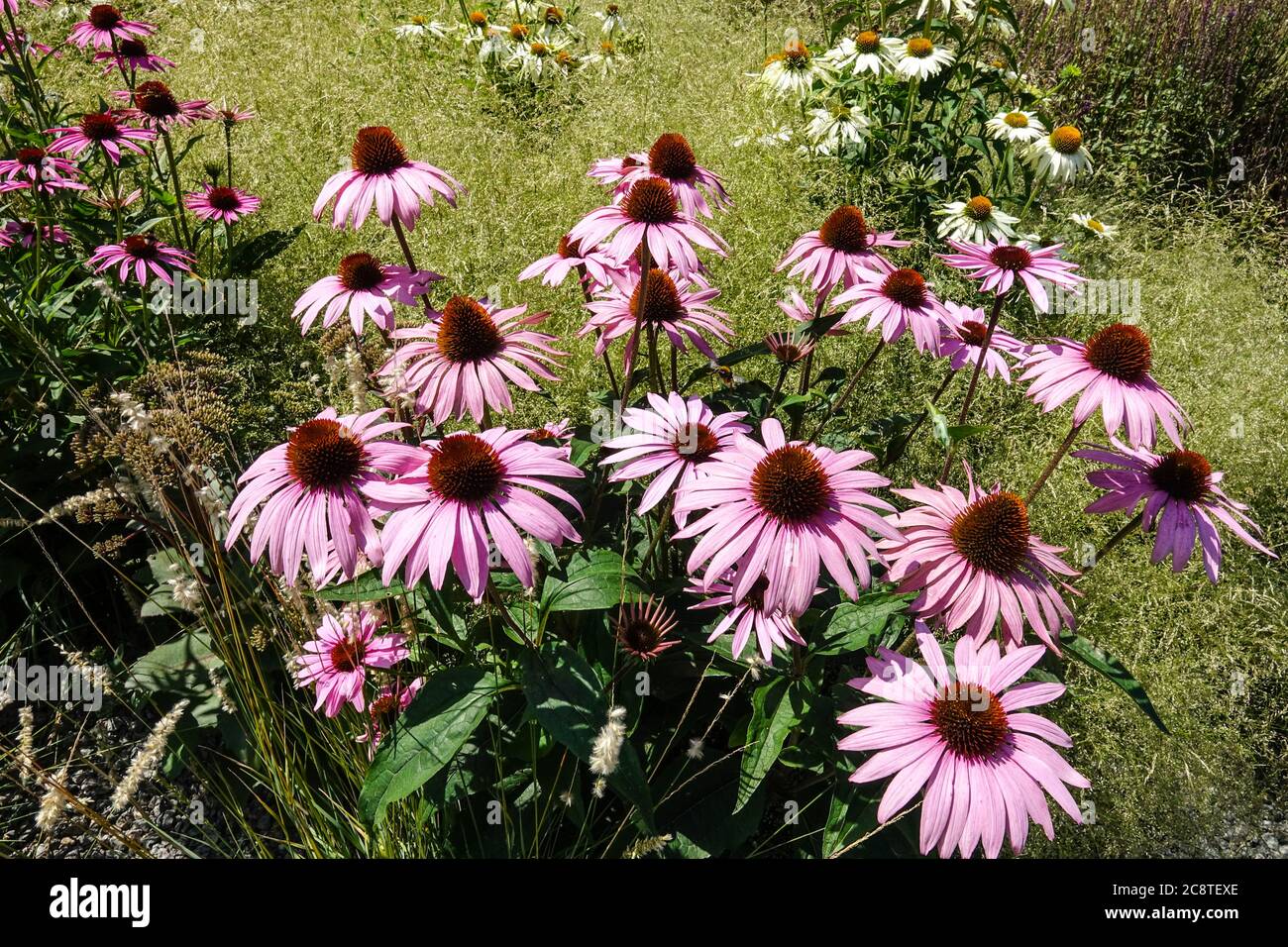 Purple coneflower Echinacea purpurea clump Stock Photo - Alamy