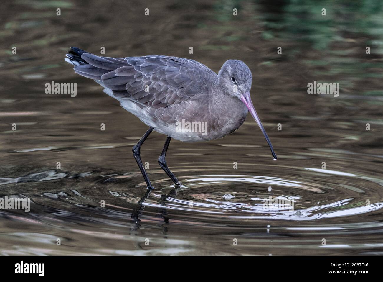 Ripples pond hi-res stock photography and images - Alamy