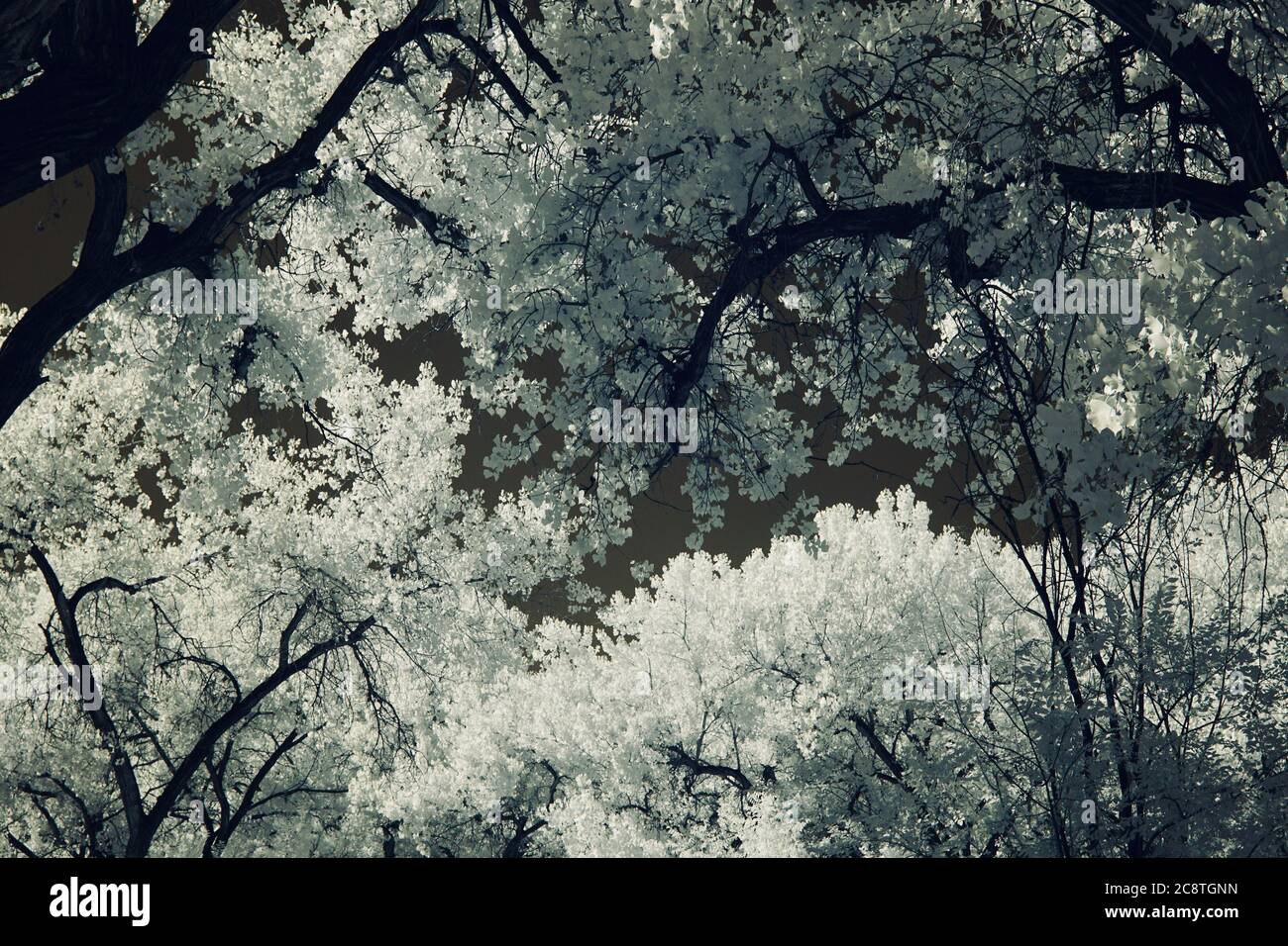 An infrared view of a trees with branches and leaves Stock Photo - Alamy