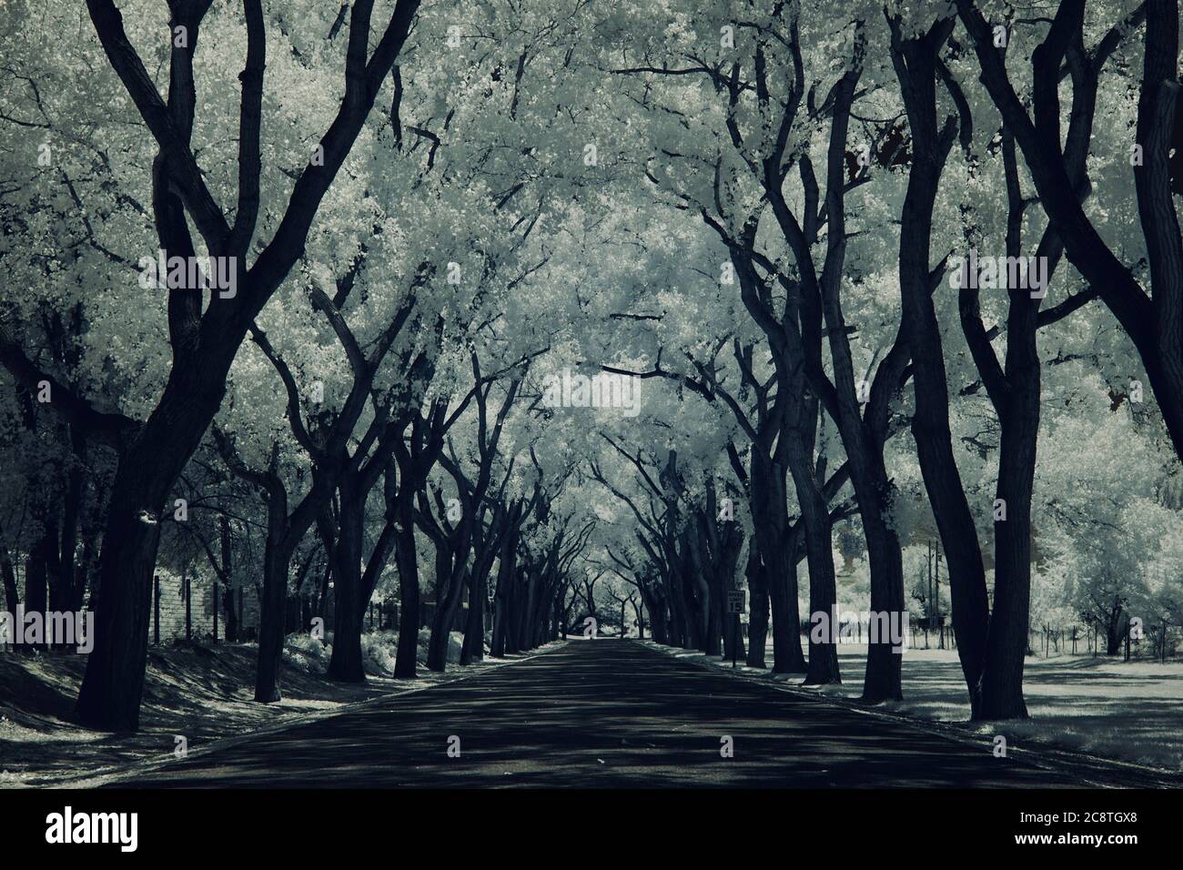 Straight road with trees either side hi-res stock photography and ...