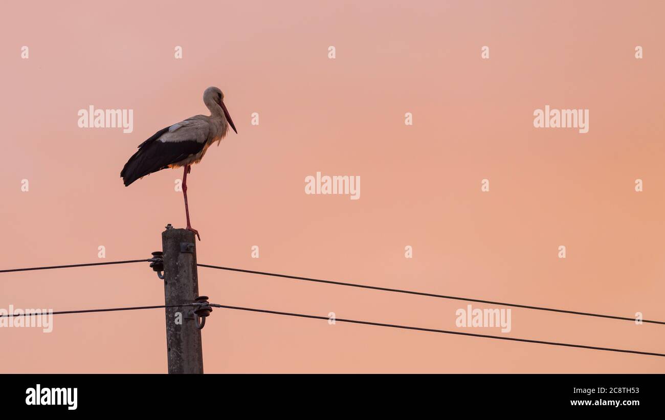 Standing on one leg stork hi-res stock photography and images - Alamy