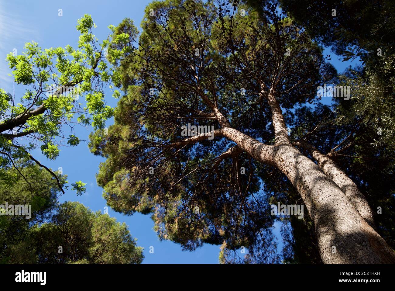 Trees in a park in Zaragoza city, Spain Stock Photo - Alamy
