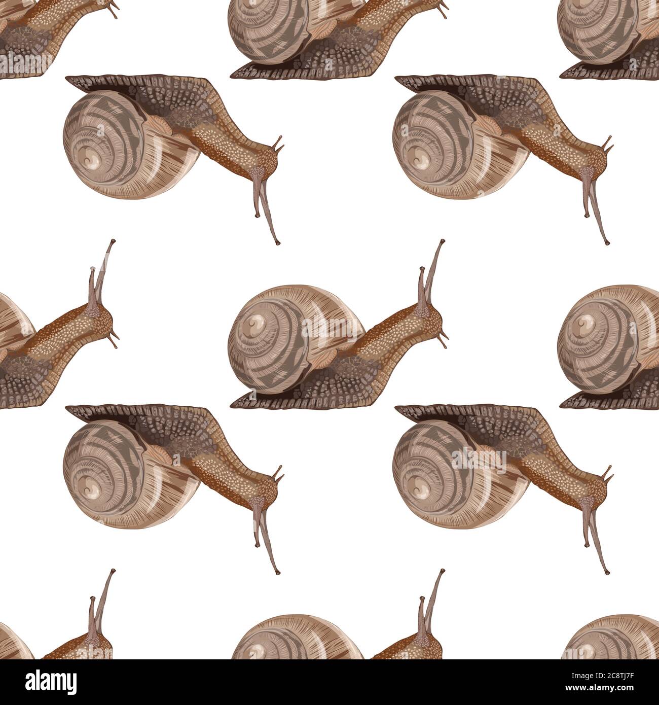 Molluscs snails Stock Vector Images - Alamy