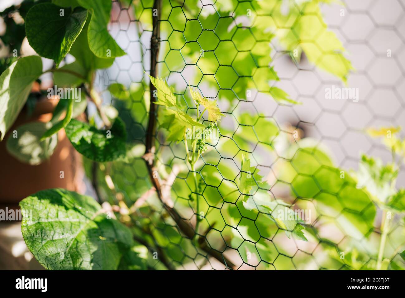 A sprout of a vine on the background of large leaves and a netting ...
