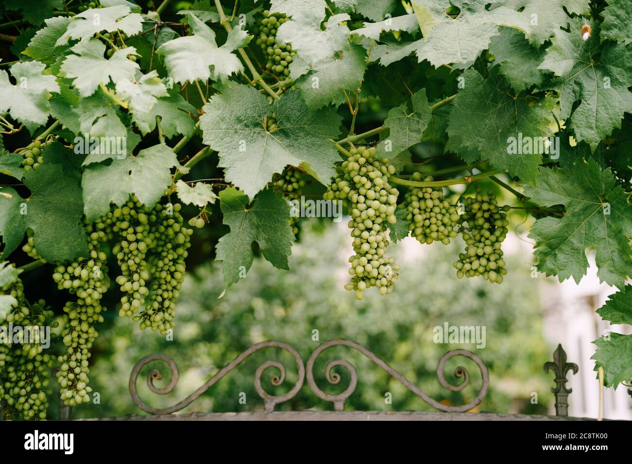 Vine growing up vine arch hi-res stock photography and images - Alamy