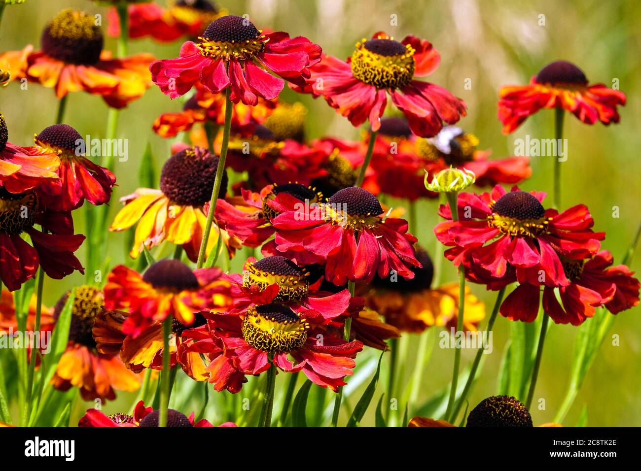 Helenium red hi-res stock photography and images - Alamy