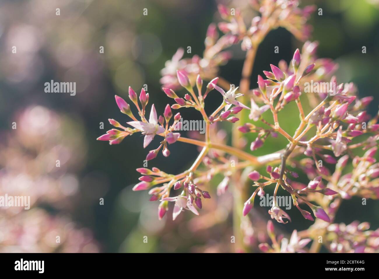 Soft pink flowers in the bright sunlight background Stock Photo - Alamy