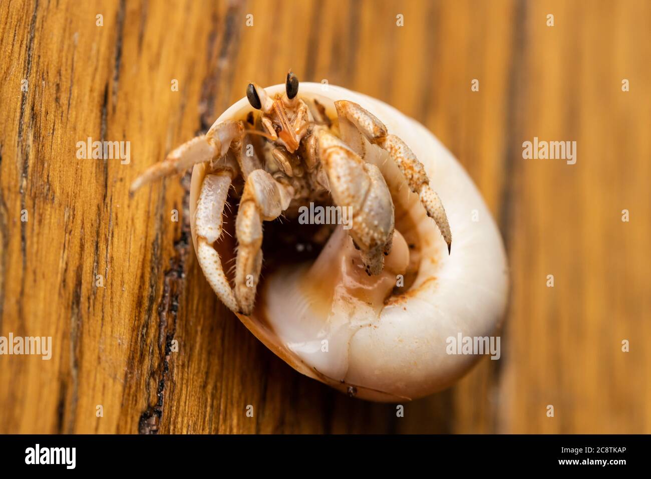 An Australian Land Hermit Crab (Coenobita variabilis) lying on its back ...