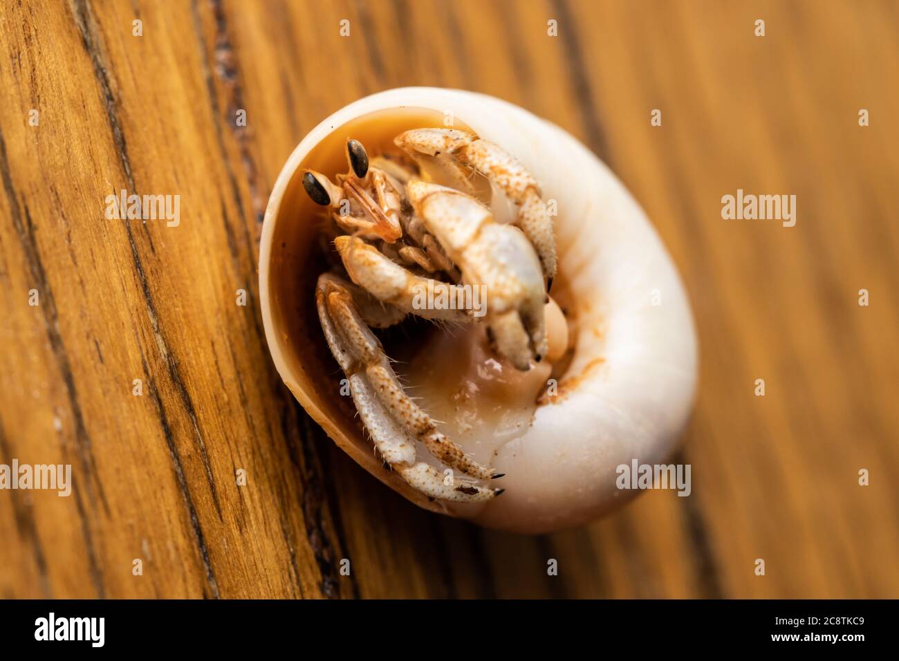 An Australian Land Hermit Crab (Coenobita variabilis) lying on its back ...