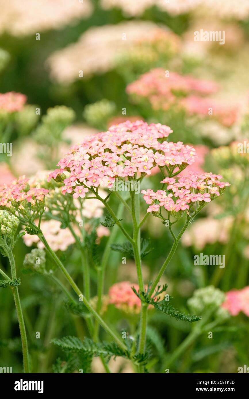 Achillea millefolium orange hi-res stock photography and images - Alamy