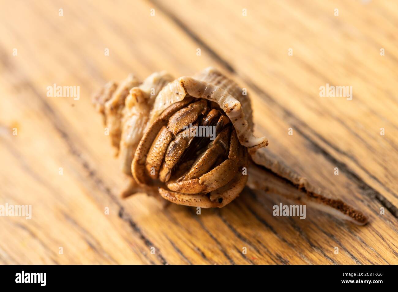Australian Land Hermit Crab (Coenobita variabilis) peeking out of it's ...