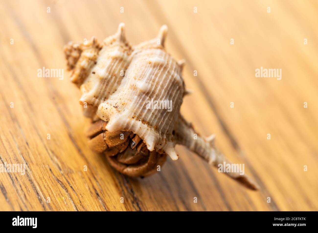 Australian Land Hermit Crab (Coenobita variabilis), peeking out of it's ...