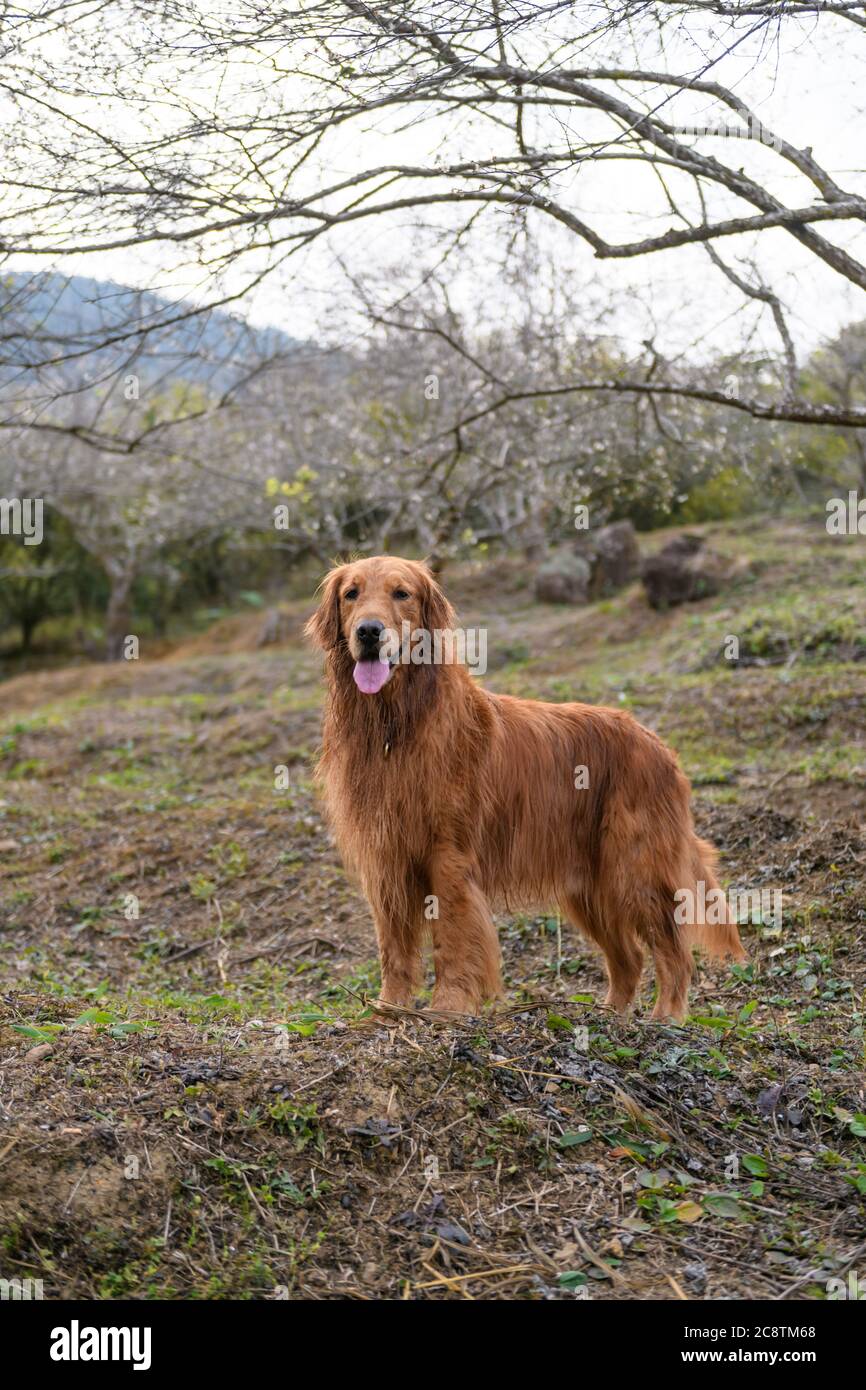 The golden retriever in the wild Stock Photo - Alamy