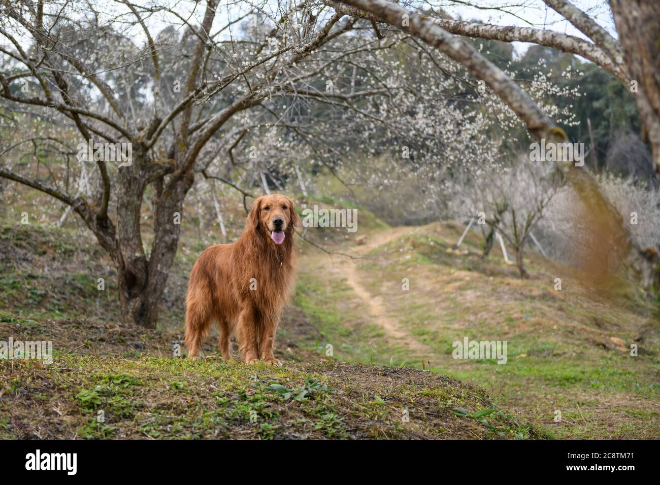 The golden retriever in the wild Stock Photo - Alamy