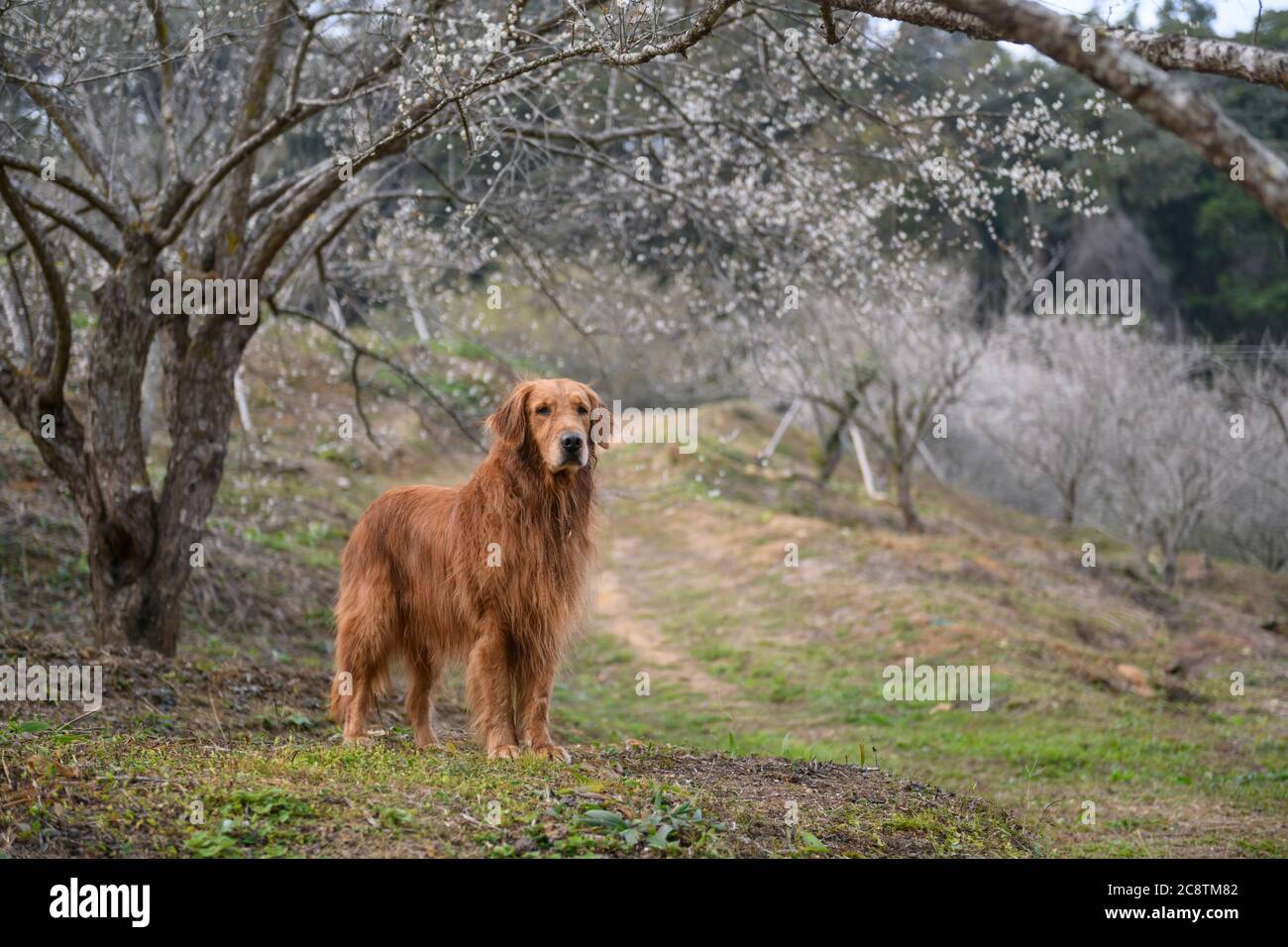 The golden retriever in the wild Stock Photo - Alamy