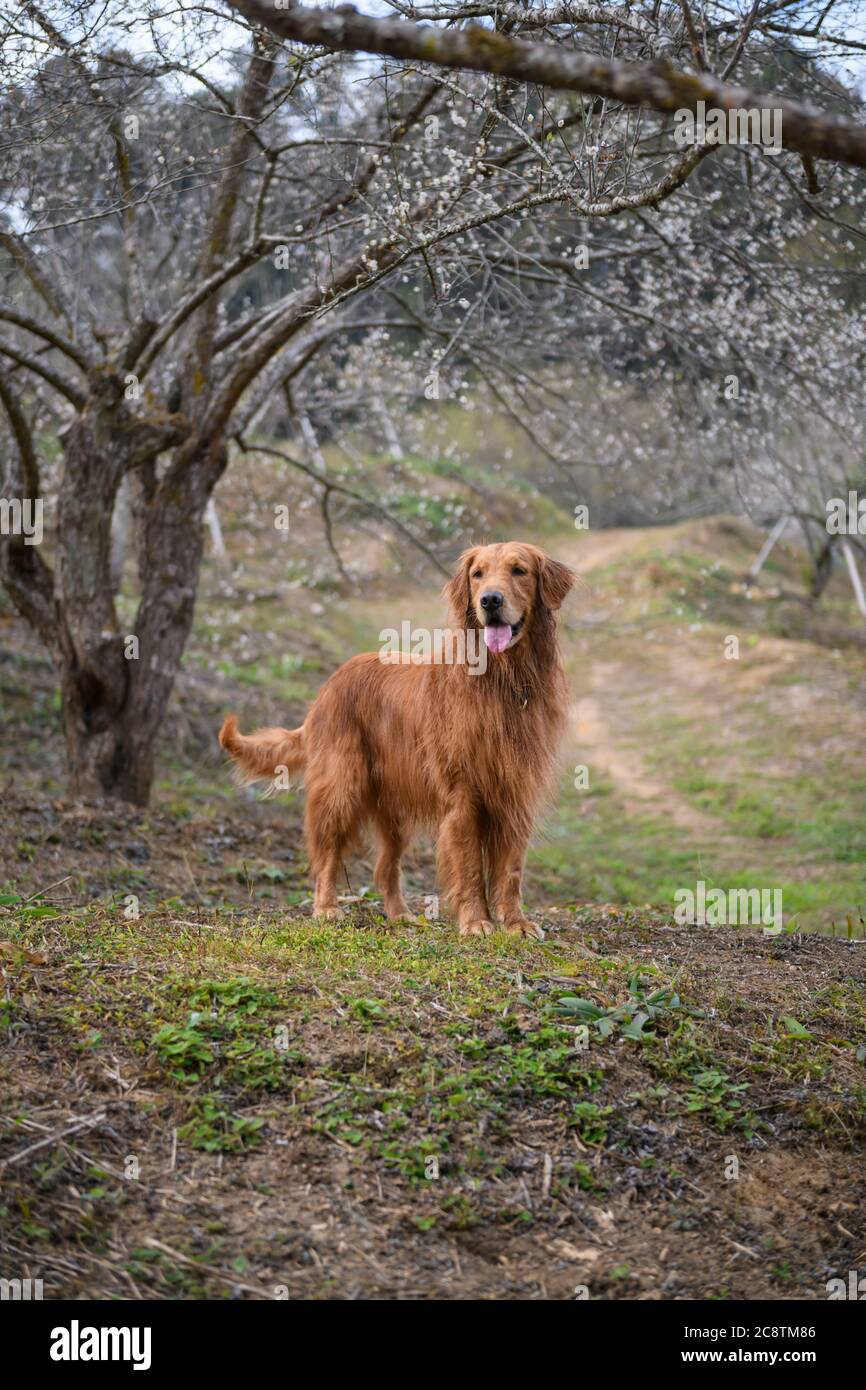 The golden retriever in the wild Stock Photo - Alamy