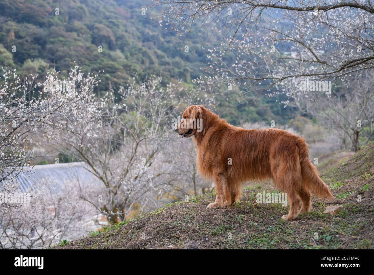 The golden retriever in the wild Stock Photo - Alamy