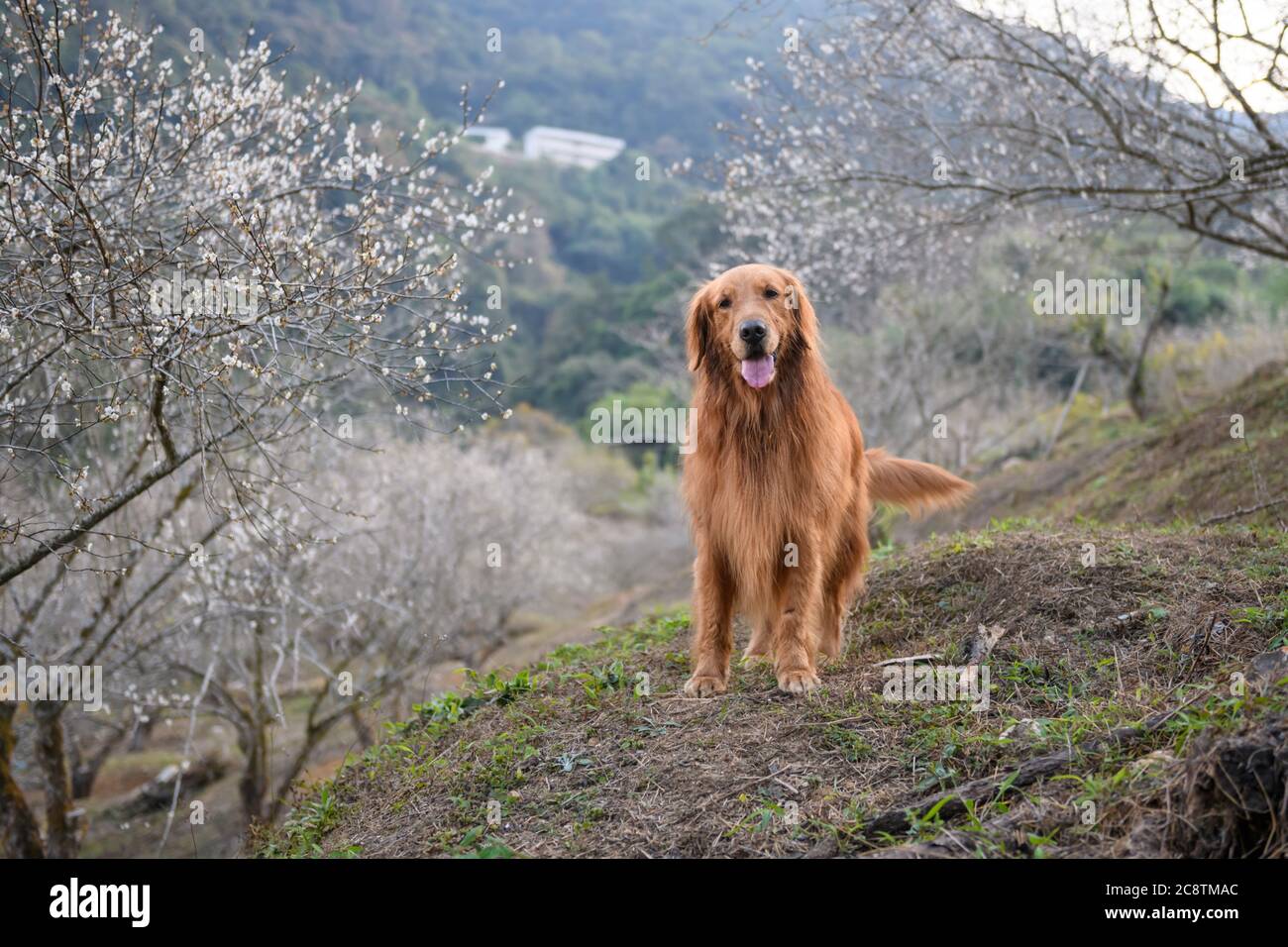 The golden retriever in the wild Stock Photo - Alamy