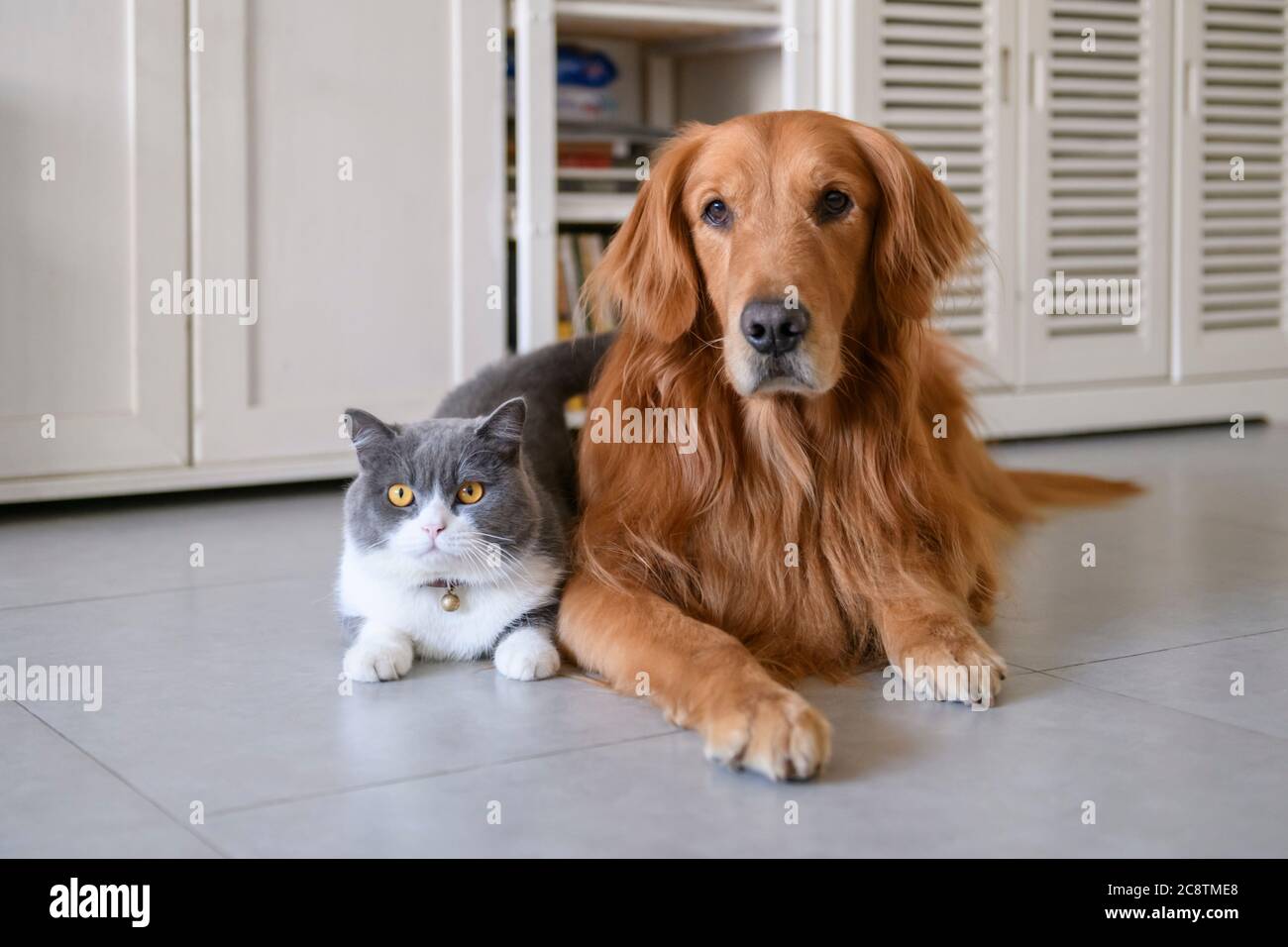 British shorthair friendly hi-res stock photography and images - Alamy