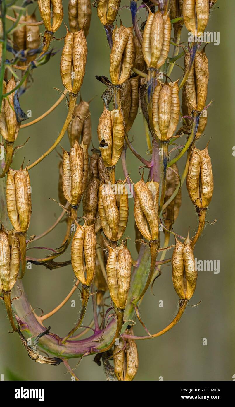 Delphiniums seed hi-res stock photography and images - Alamy