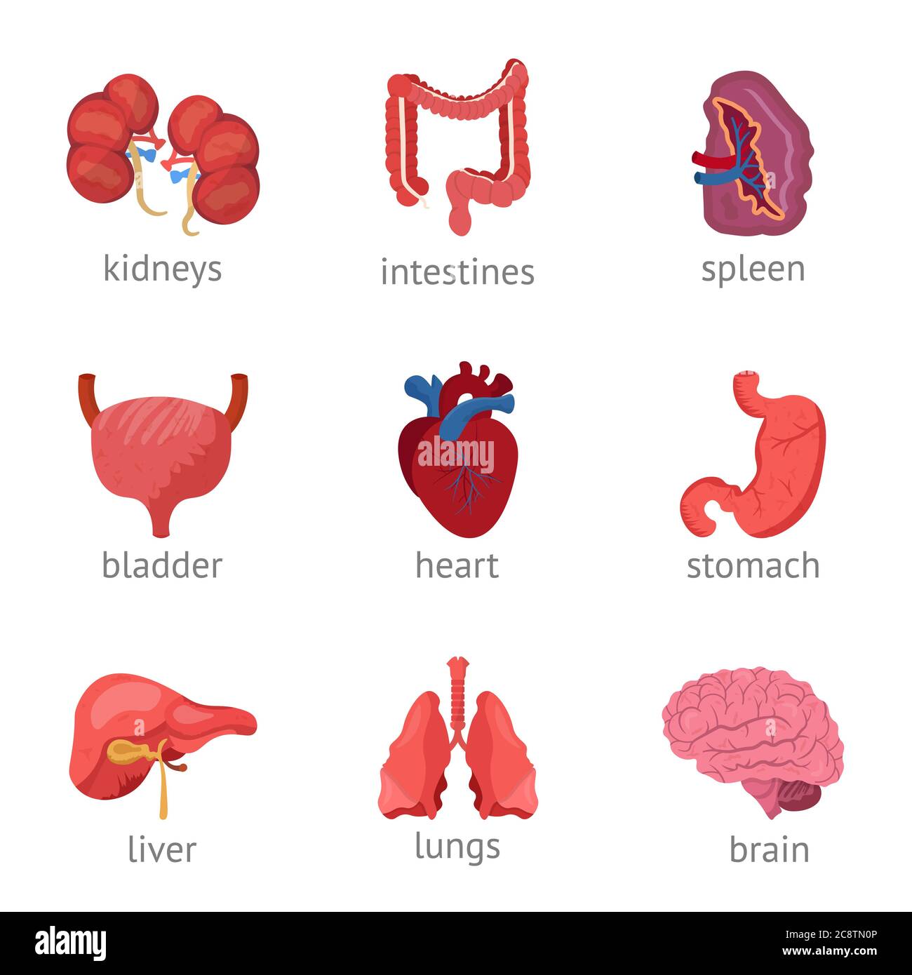 Internal organs flat vector illustrations set Stock Vector Image & Art ...