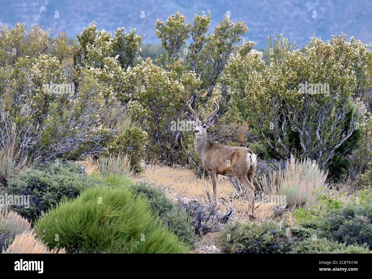 Cold Creek, Nevada, USA. 26th July, 2020. A deer stands in the ...