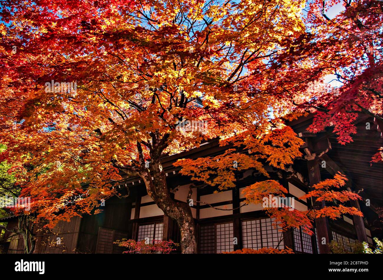 Colourful autumn tree in the Higashiyama temple area, Takayama, Japan ...