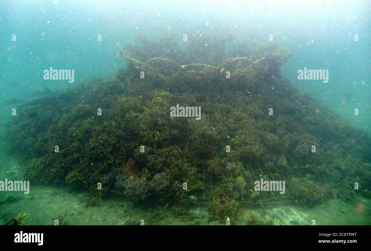 Pemuteran village the largest Biorock coral reef nursery and ...
