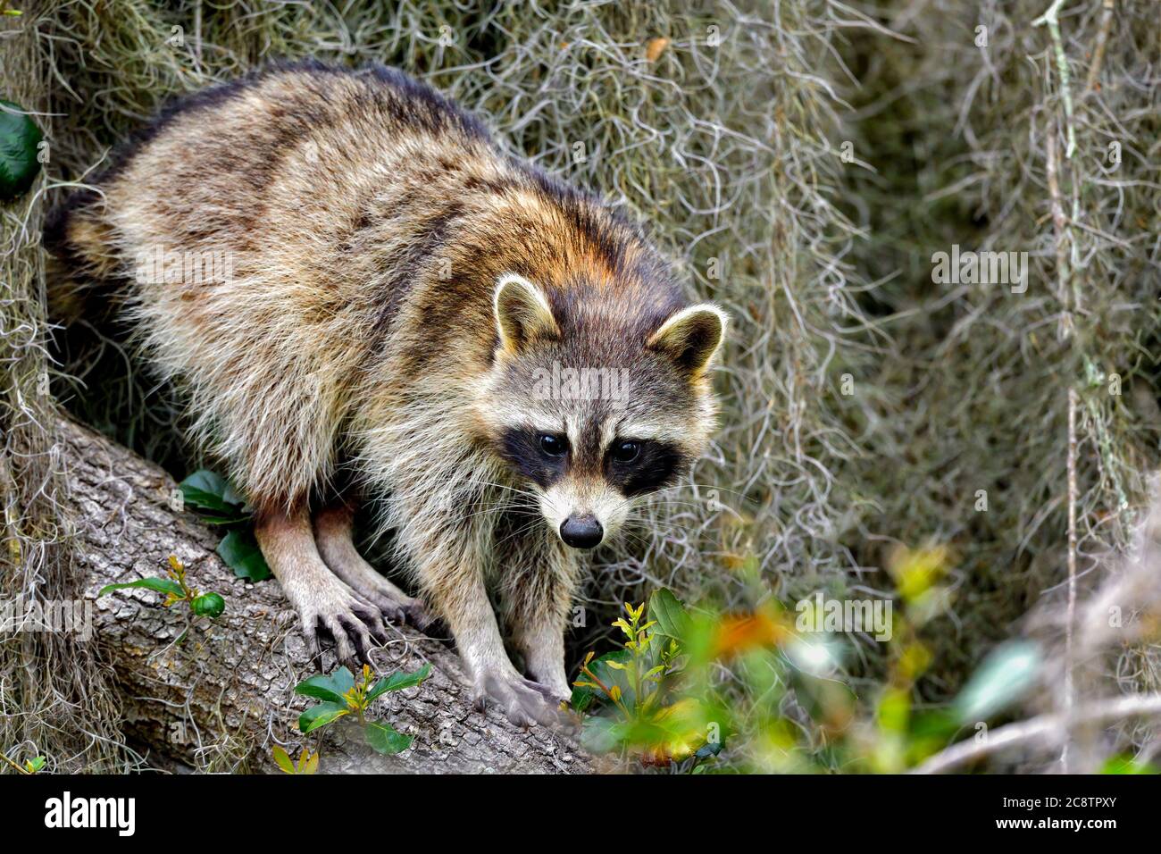 Raccoon in tree hi-res stock photography and images - Alamy