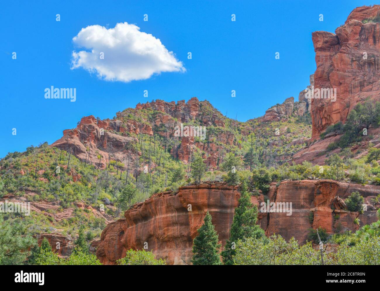 Gorgeous drive of red rock in the Oak Creek Canyon on Coconino National ...